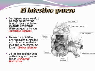 Sistema digestivo | PPTX
