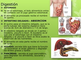 Sistema digestivo | PPTX