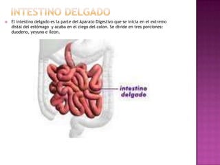 Sistema digestivo | PPTX