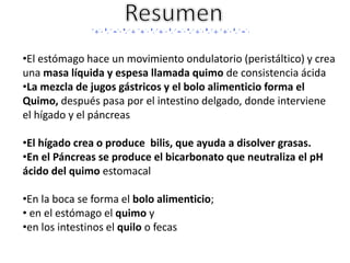 Sistema digestivo | PDF