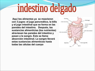 Sistema-digestivo-EATA | PPT