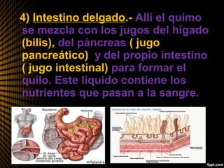Sistema digestivo | PPT