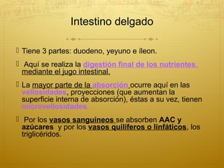 Sistema digestivo | PPT