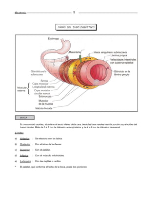 Sistema digestivo | PDF