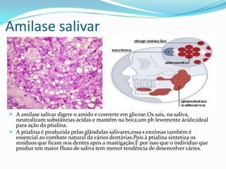 Sistema digestivo | PPTX