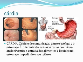 Sistema digestivo | PPTX