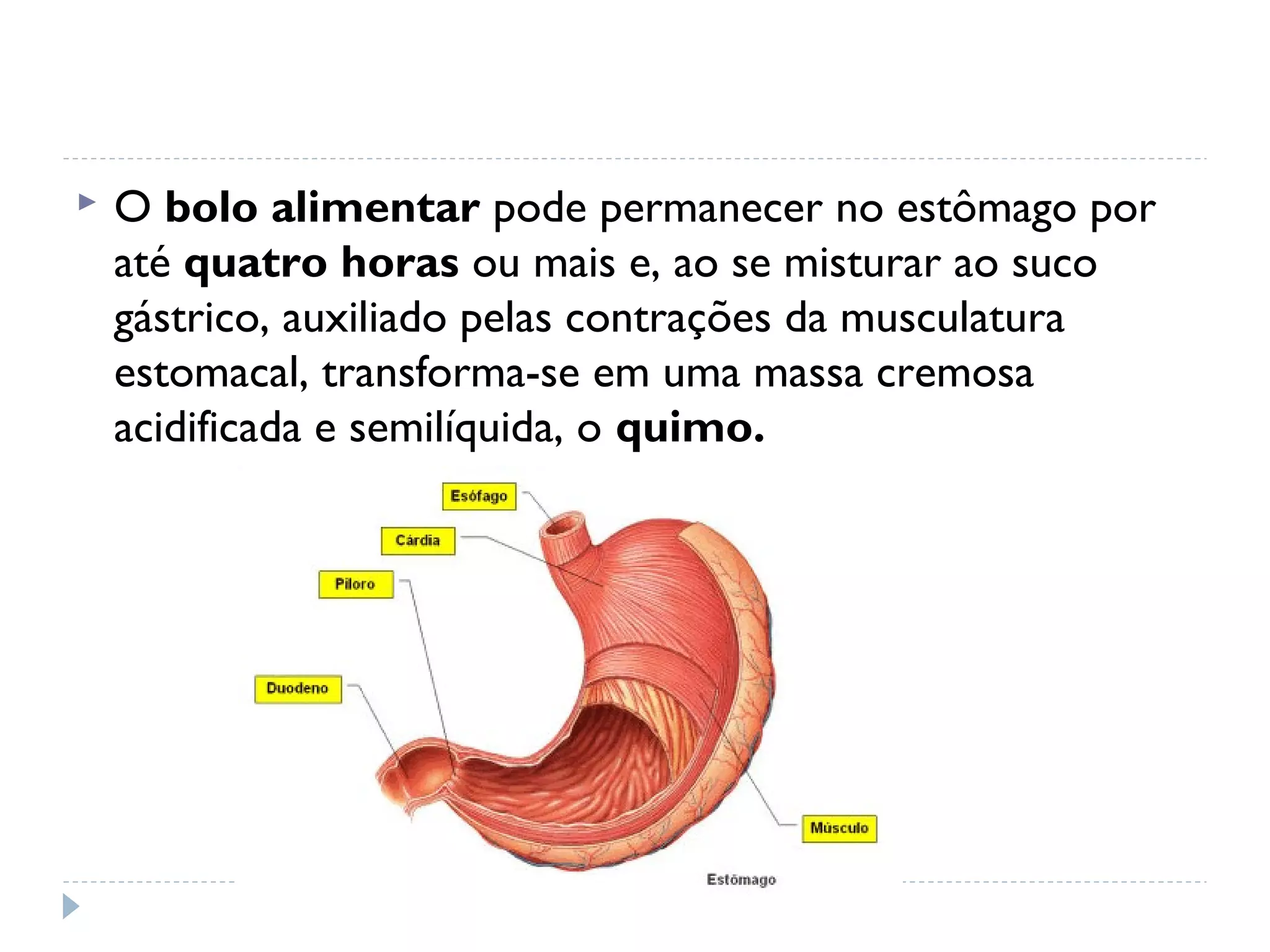 Sistema digestivo | PPT | Chemistry | Science