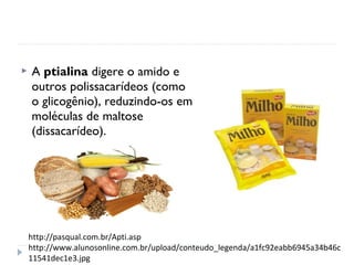 Sistema digestivo | PPT