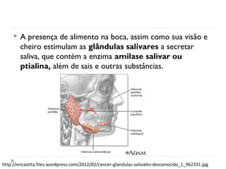 Sistema digestivo | PPT