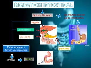 Sistema Digestivo | PPTX