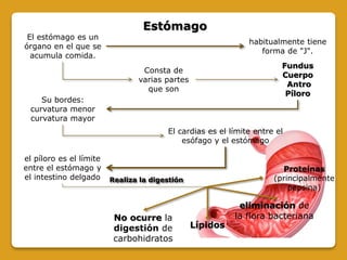 Sistema Digestivo | PPTX