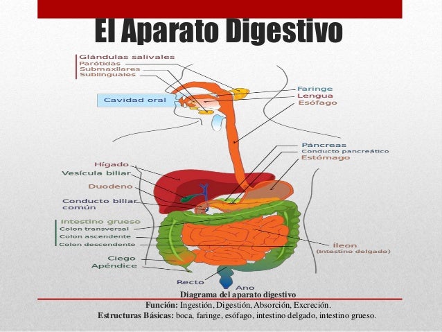 Diagrama Del Sistema Digestivo