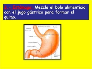Sistema digestivo | PPT