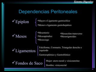 Sistema digestivo | PPT