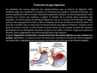 Sistema digestivo | PPT