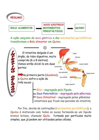 Sistema digestivo | DOC