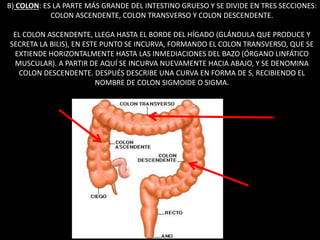 Sistema digestivo | PPTX
