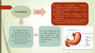 Sistema digestivo | PPTX
