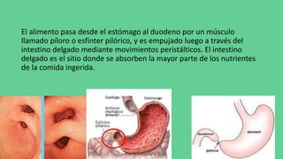 Sistema digestivo | PPTX