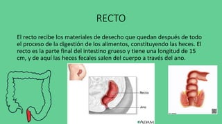 Sistema digestivo | PPTX