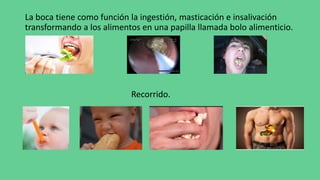 Sistema digestivo | PPTX