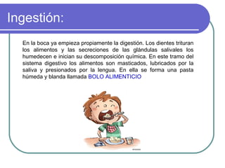 Sistema digestivo | PPT