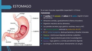 Sistema Digestivo, Bases anatomo- fisiológicas | PPTX
