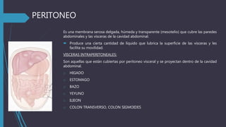 Sistema Digestivo, Bases anatomo- fisiológicas | PPTX