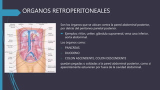 Sistema Digestivo, Bases anatomo- fisiológicas | PPTX