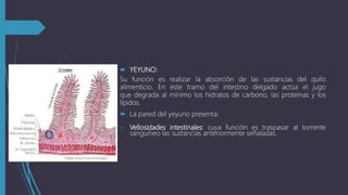 Sistema Digestivo, Bases anatomo- fisiológicas | PPTX