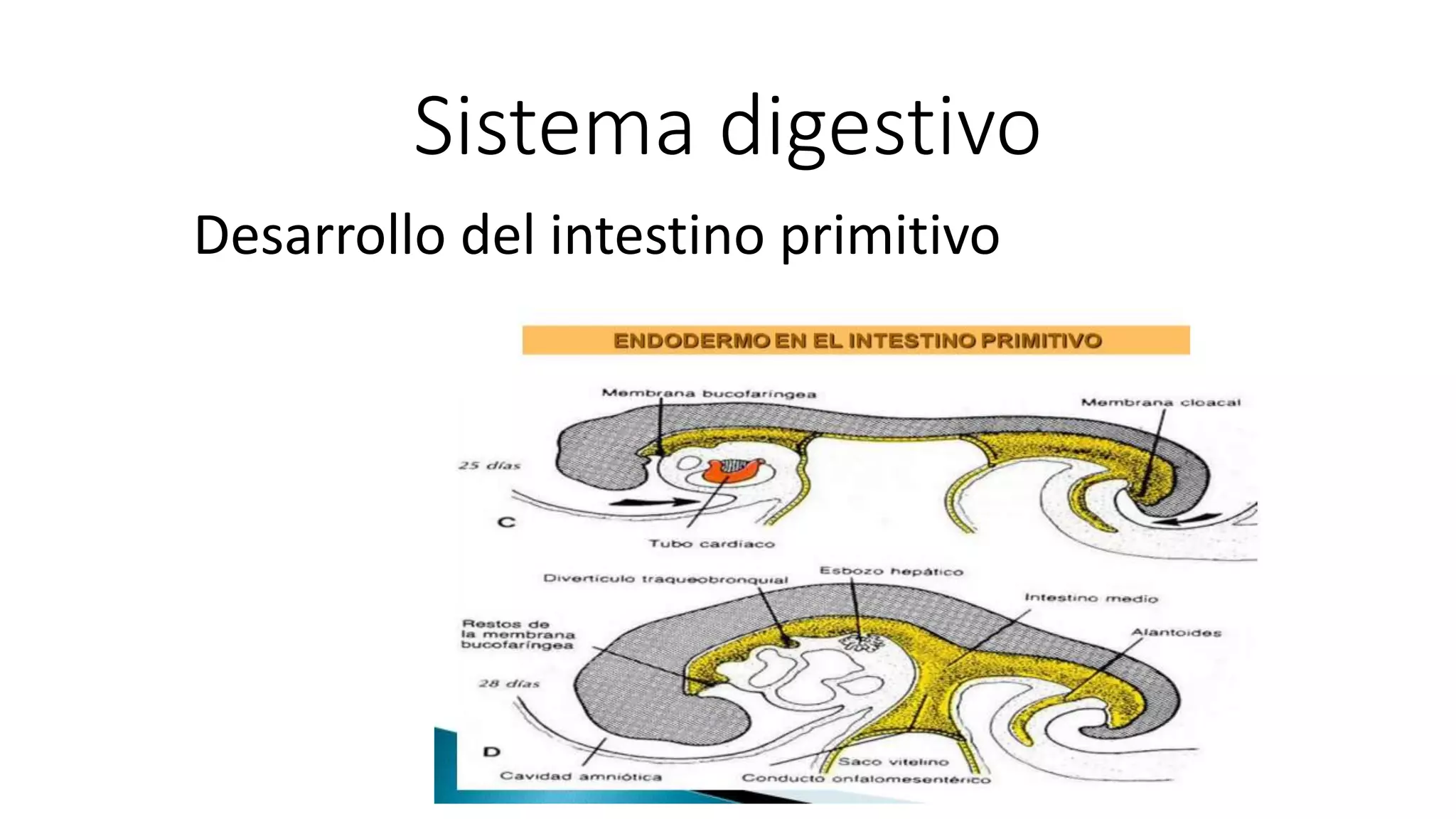 Sistema digestivo | PPTX