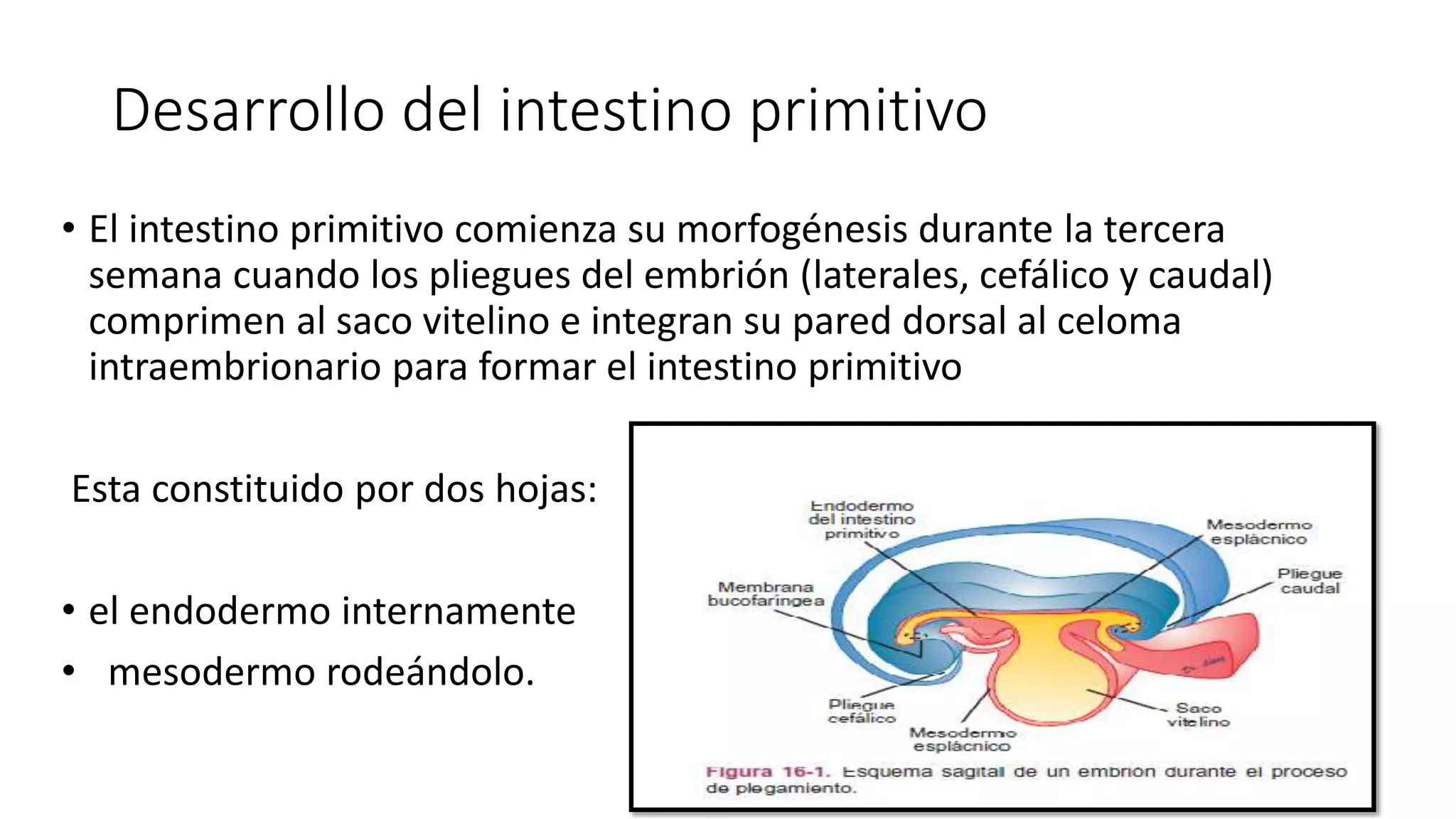 Sistema Digestivo Pptx