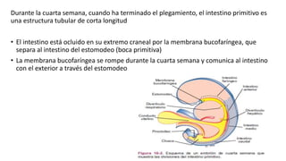 Sistema digestivo | PPTX