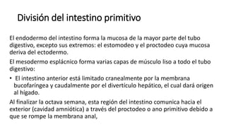 Sistema digestivo | PPTX