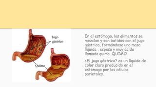 Sistema digestivo | PPTX