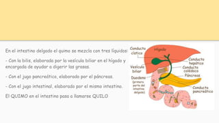 Sistema digestivo | PPTX