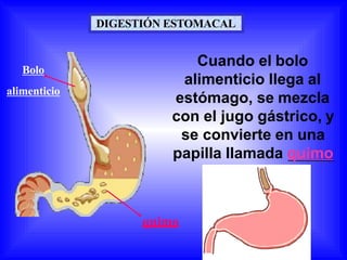 Sistema digestivo | PPTX