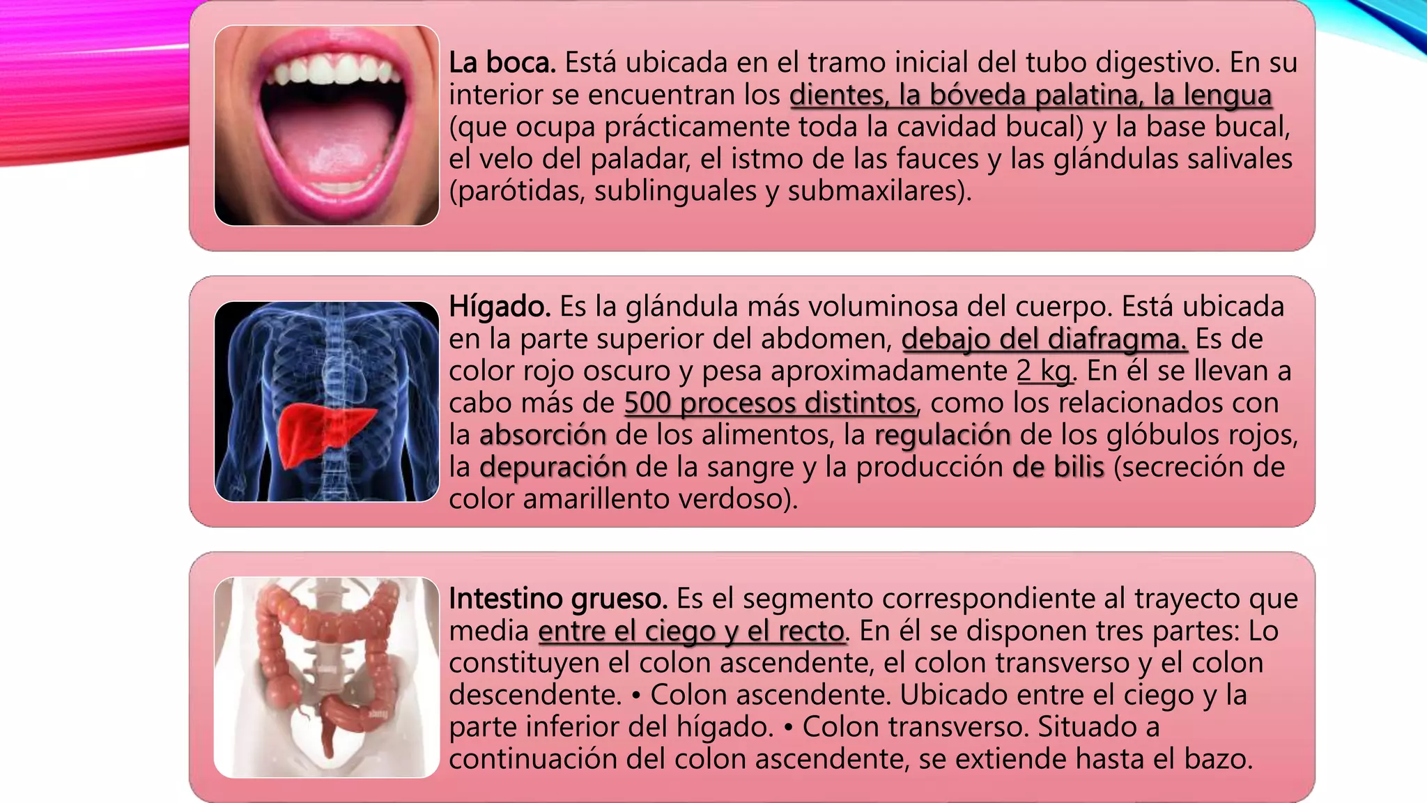 SISTEMA DIGESTIVO.pptx