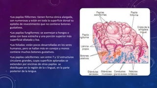 Sistema digestivo fiosolofia vetrinaria.pptx