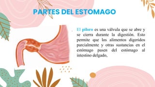 SISTEMA DIGESTIVO introduccion y sus partes | PPTX
