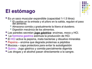 SISTEMA DIGESTIVO DEL SER HUMANO Y NUTRICIÓN.pptx