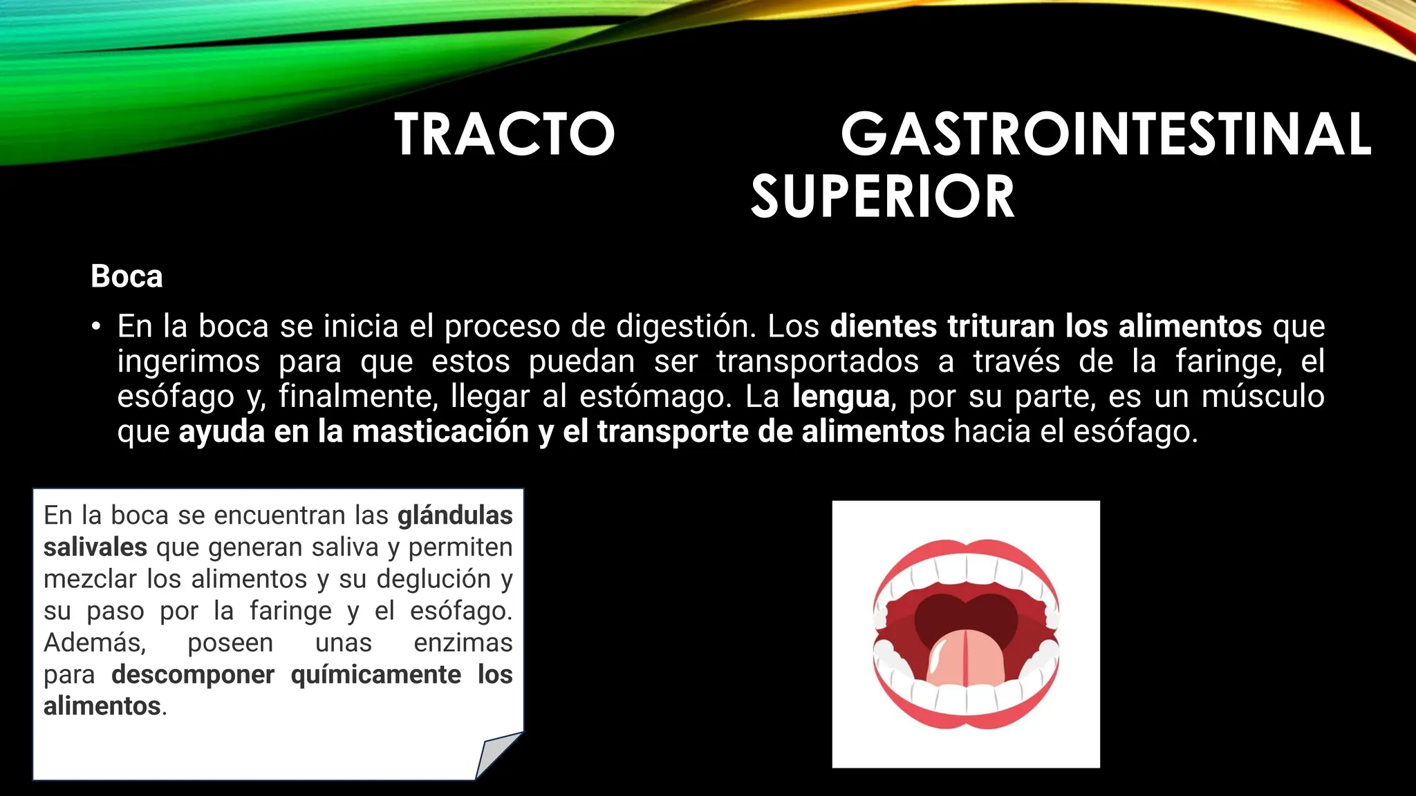 Sistema digestivo anatomía y generalidades .pdf
