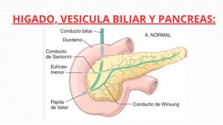 SISTEMA DIGESTIVO anatomia humana y fisilogia | PDF