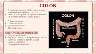 Sistema Digestivo ANATOMIA NUTRICION.pptx