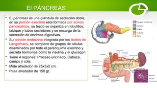 SISTEMA DIGESTIVO -Órganos sólidos.pptx. | PPTX