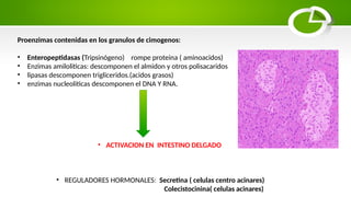 SISTEMA DIGESTIVO -Órganos sólidos.pptx. | PPTX