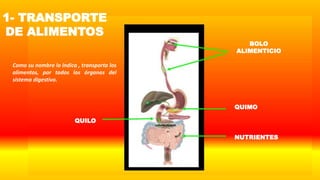 sistema digestivo , para educación primaria | PPTX