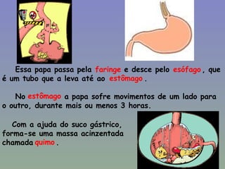 SISTEMA DIGESTIVO Pequenos curiosos | PPT