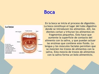 Sistema Digestivo | PDF