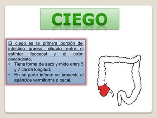 Sistema digestivo, hígado y páncreas. | PPTX